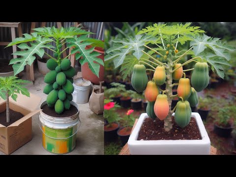 Great method of propagation papaya trees, Ready to grow your own papaya trees at home