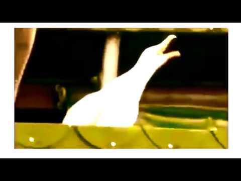 yameroooo - YouTube
