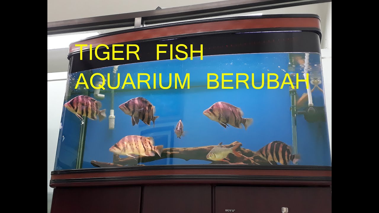 Bongkar Aquarium Tiger Fish Datnoids - YouTube