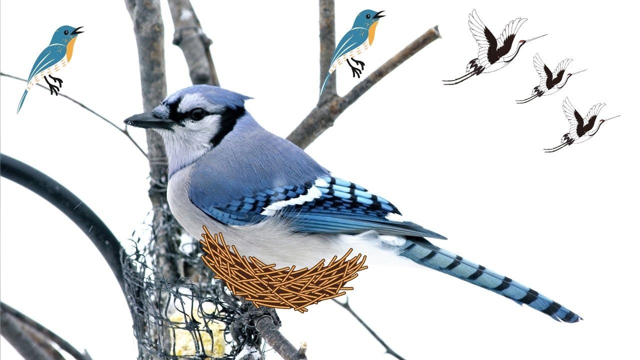 Born to Fly: Early Life Of Bird - YouTube