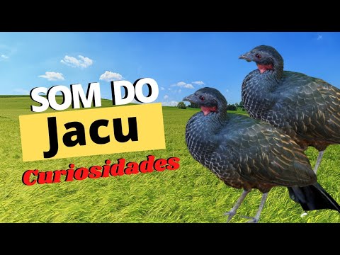 Pássaros Jacu (O canto do jacu)jacu curiosidades - YouTube
