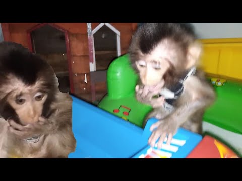 Bayi monyet Chika suka ngemut jarinya