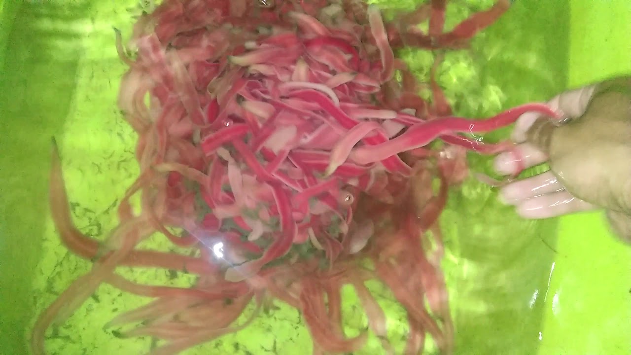 Size cacing klelet/abangan/slendang mayang/lengki. - YouTube