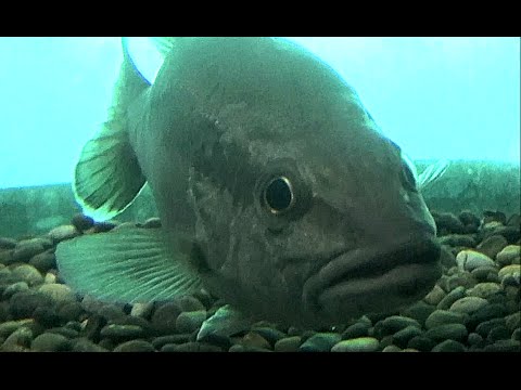 アラ Saw-edged perch Niphon spinosus - YouTube