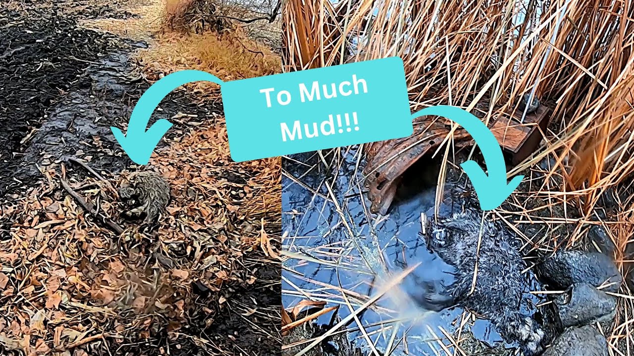 Out On The Line 2022 Ep. 14 - Trapping Muddy Raccoons - YouTube