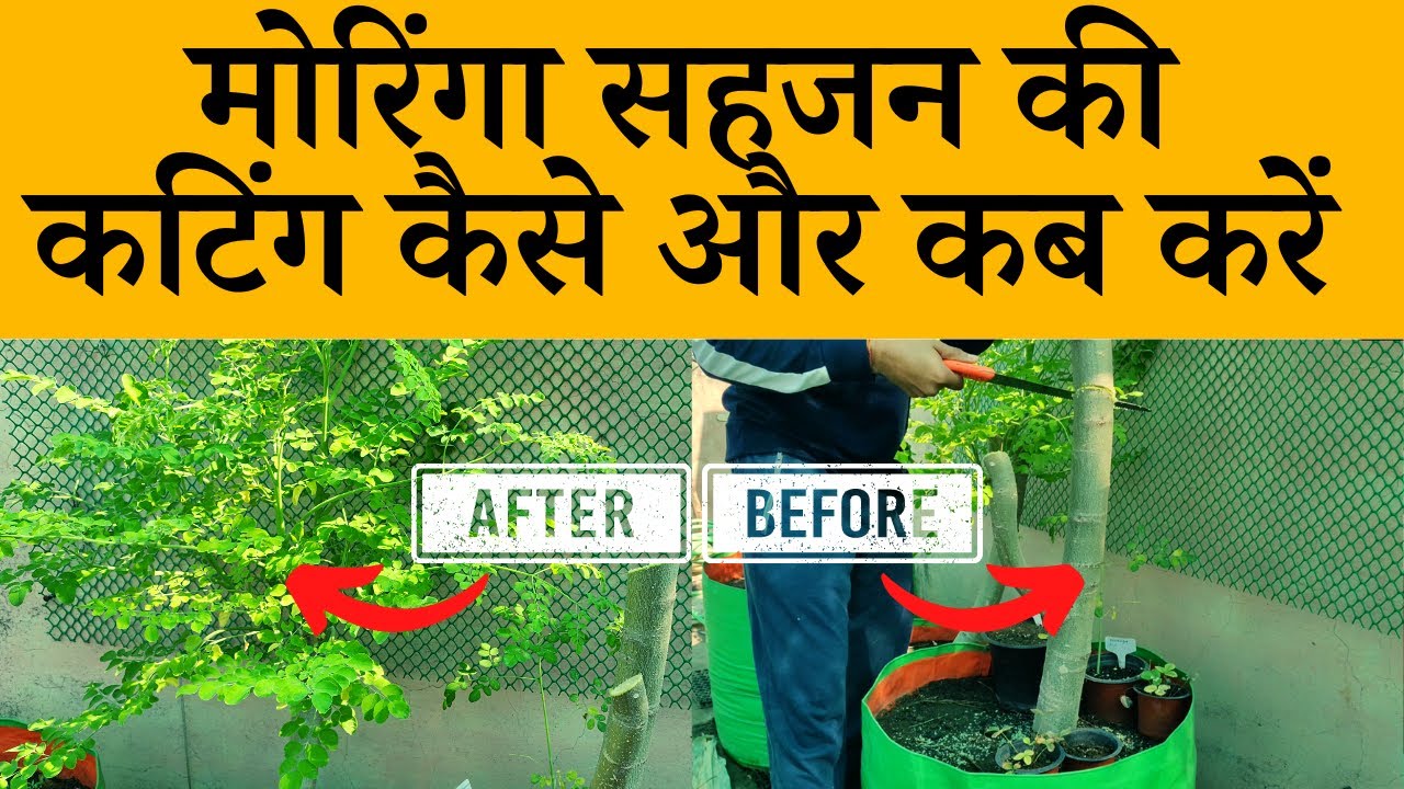 मोरिंगा सहजन की कटिंग कैसे और कब करें Moringa Cutting Trimming Benefits, How To Prune Drumstick ...