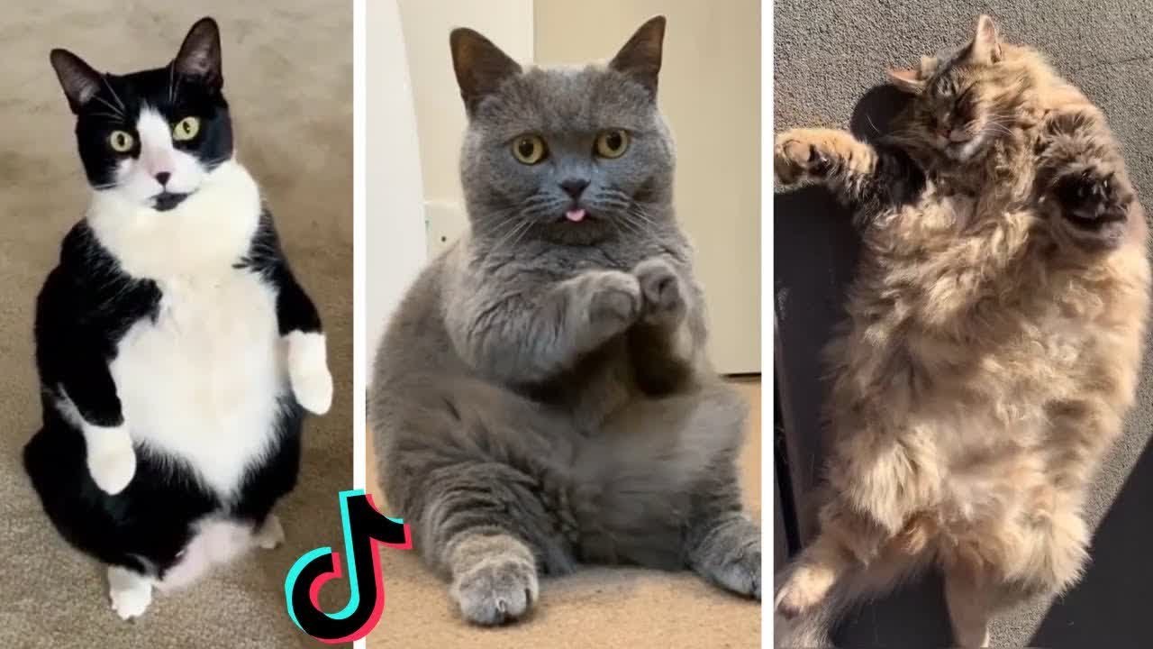 Chonky Cats Compilation ~ Funny Chubby Cats ~ Try Not to Laugh! - YouTube