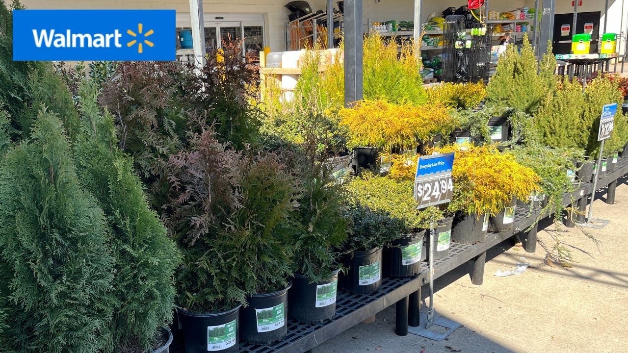 NEW ARRIVALS Shop with me at Walmart Garden Center for Shrubs - YouTube