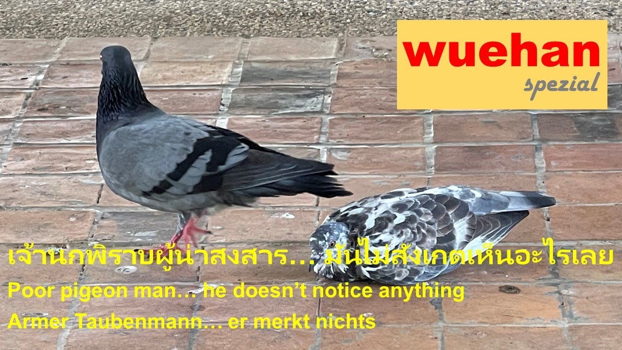wuehan - เจ้านกพิราบผู้น่าสงสาร... - The poor pigeon man... - Der arme ...