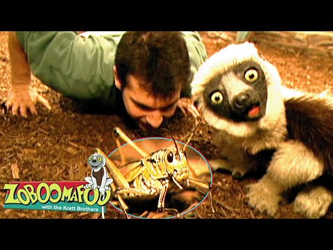 Bzzz | Zoboomafoo - WildBrain | Movies for Kids