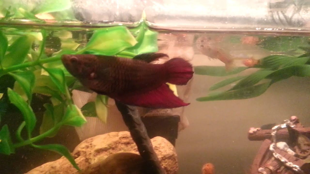Giant Betta Fish Female trying to catch and eat fry - YouTube