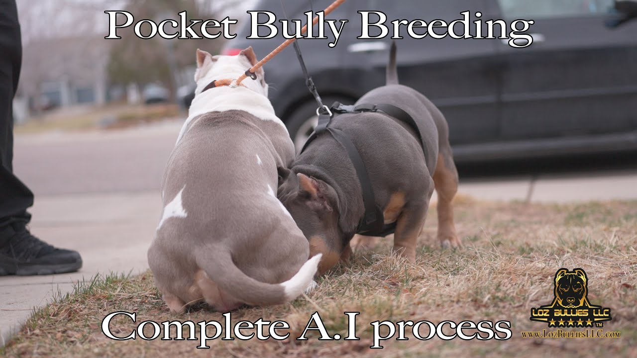 Pocket Bully Breeding, Artificial Insemination. Mac meets Athena of Loz ...