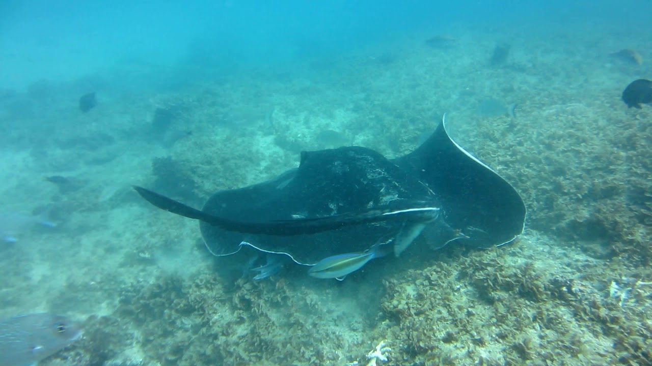 ray eating 1 - YouTube