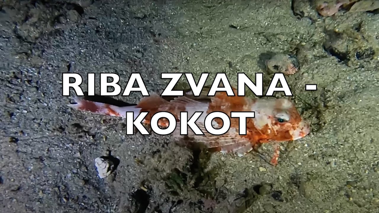 RIBA ZVANA KOKOT - LASTAVICA (4K UHD VIDEO) - sa glasom i objašnjenjem ...