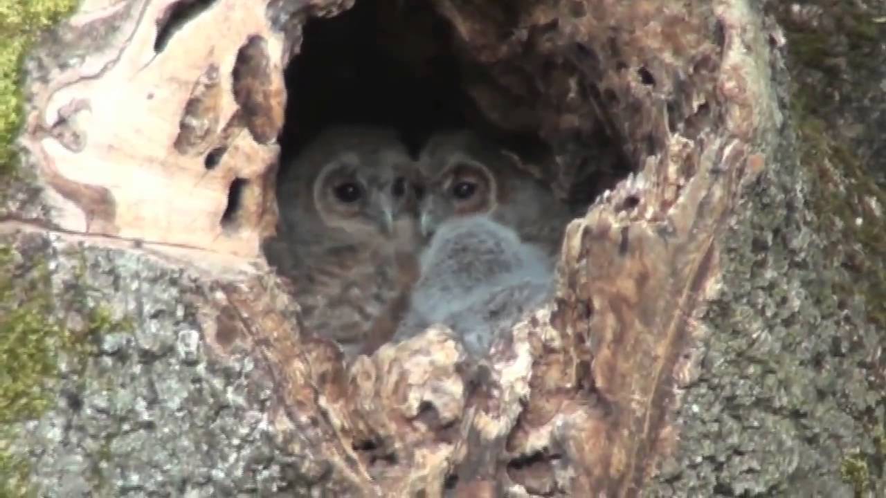 Jonge uilen in Zuid-Frankrijk - YouTube