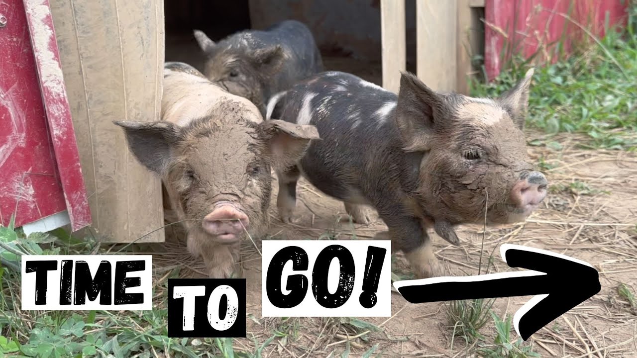 Kunekune Sows and Piglets move across the farrowing barn - YouTube