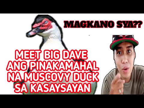 THE MOST EXPENSIVE MUSCOVY DUCK IN HISTORY MEET BIG DAVE - YouTube