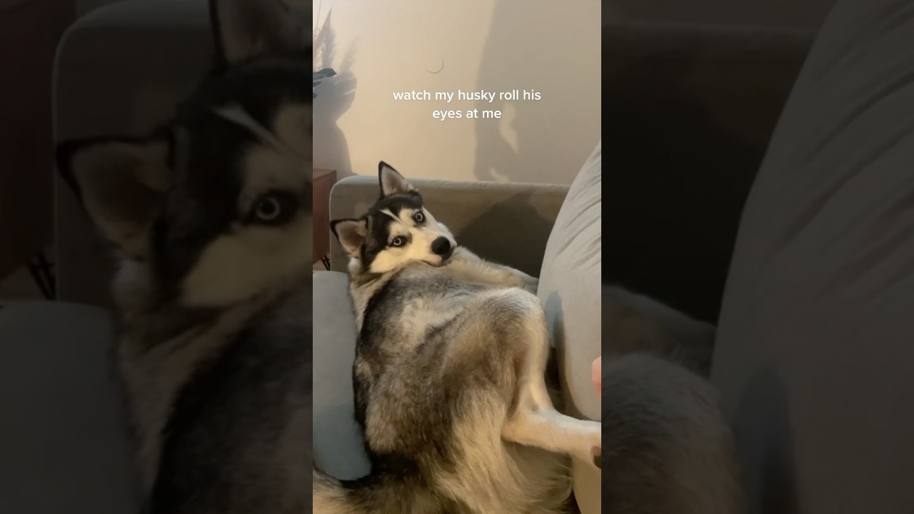 Dramatic husky - YouTube