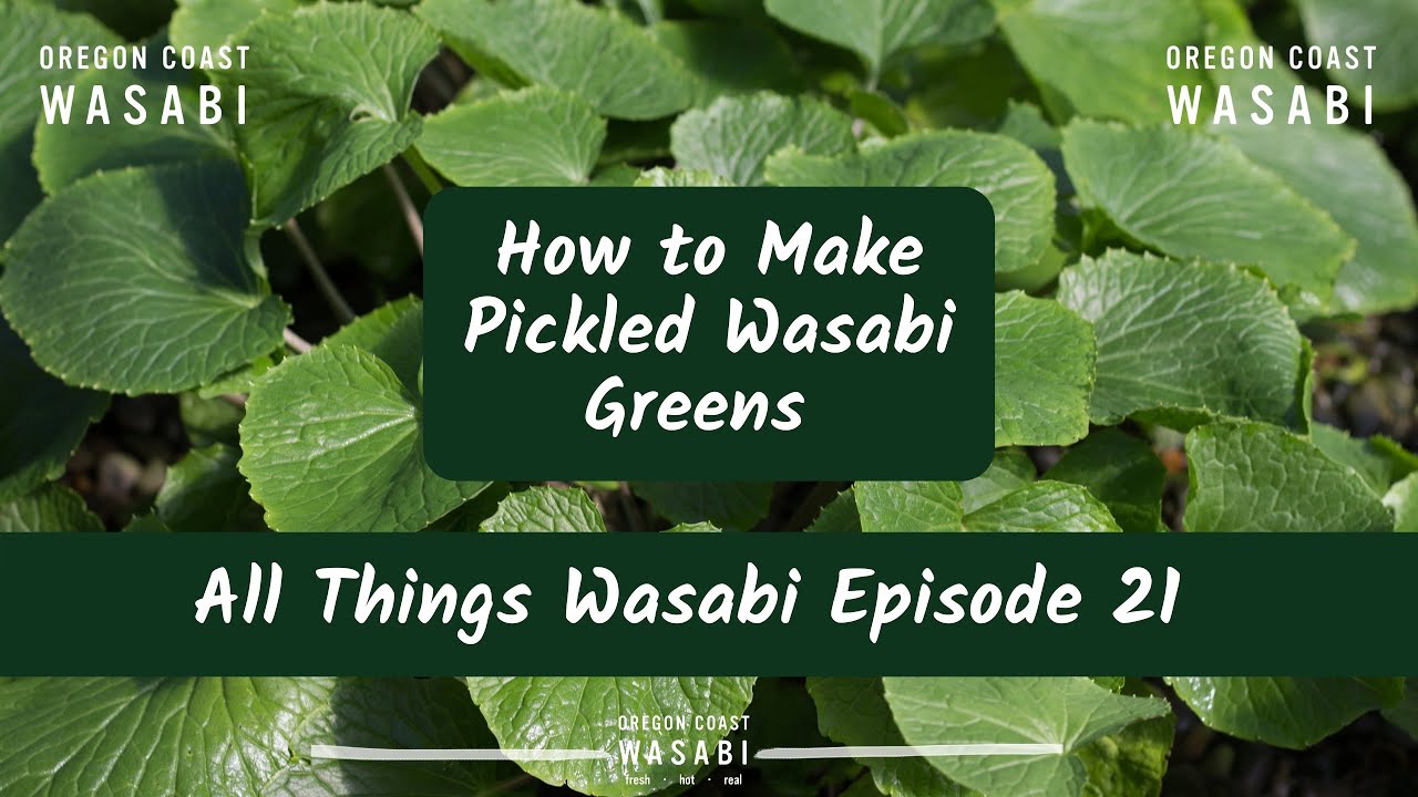 How to Make Pickled Wasabi Greens - All Things Wasabi Episode 21 - YouTube