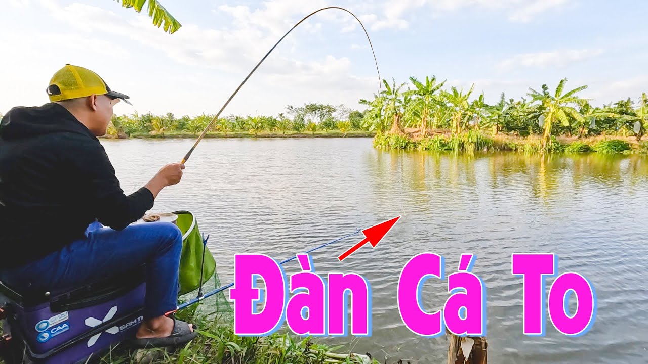 CÂU CÁ DIẾC SÔNG - Câu Trúng Ổ Cá 2 Tiếng Gần 100 Con, Nhức Cái Nách ...
