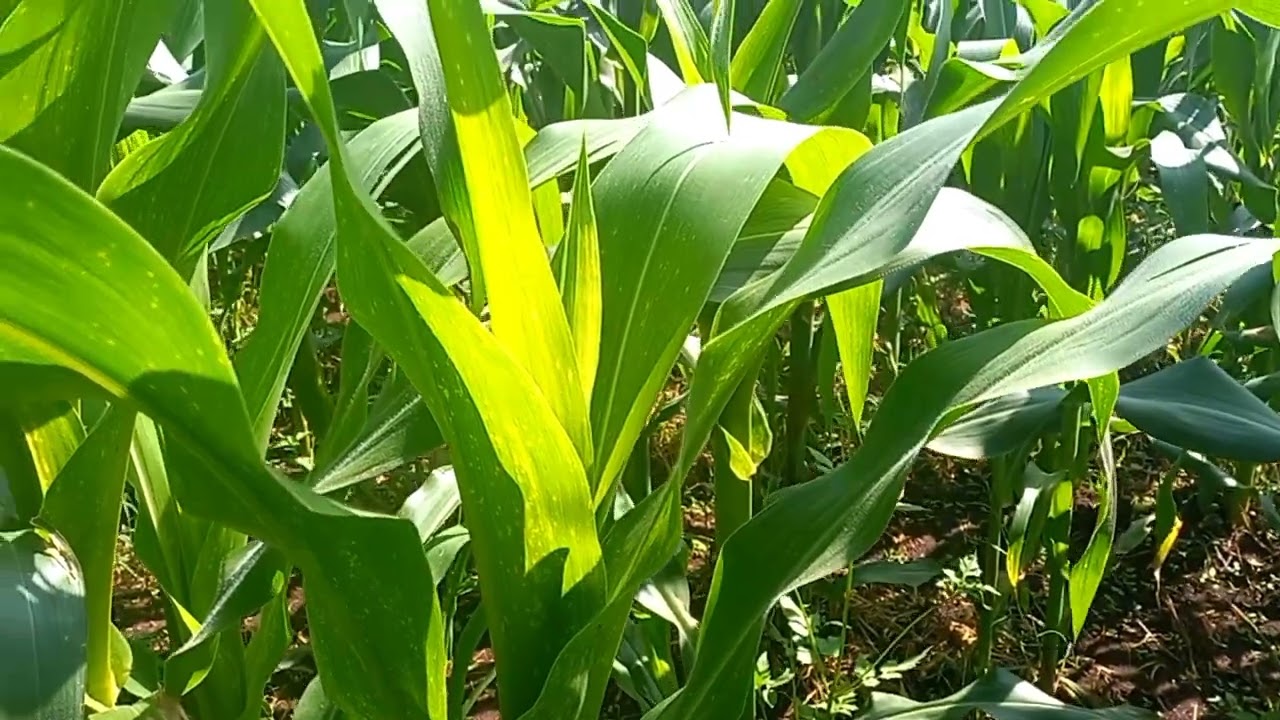 Maize planting under Minimum Tillage practice - YouTube