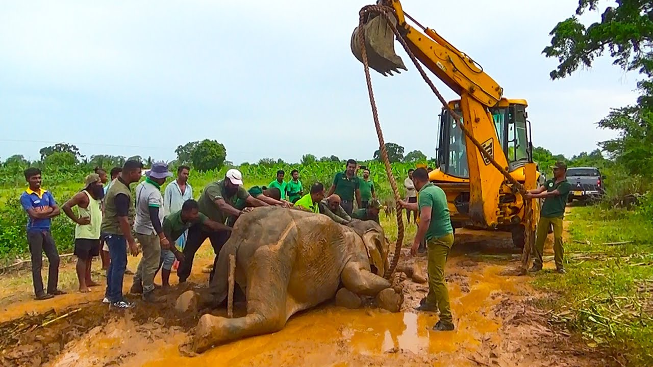 Treating and rescuing an elephant lying in the mud | JCB 3dx backhoe ...