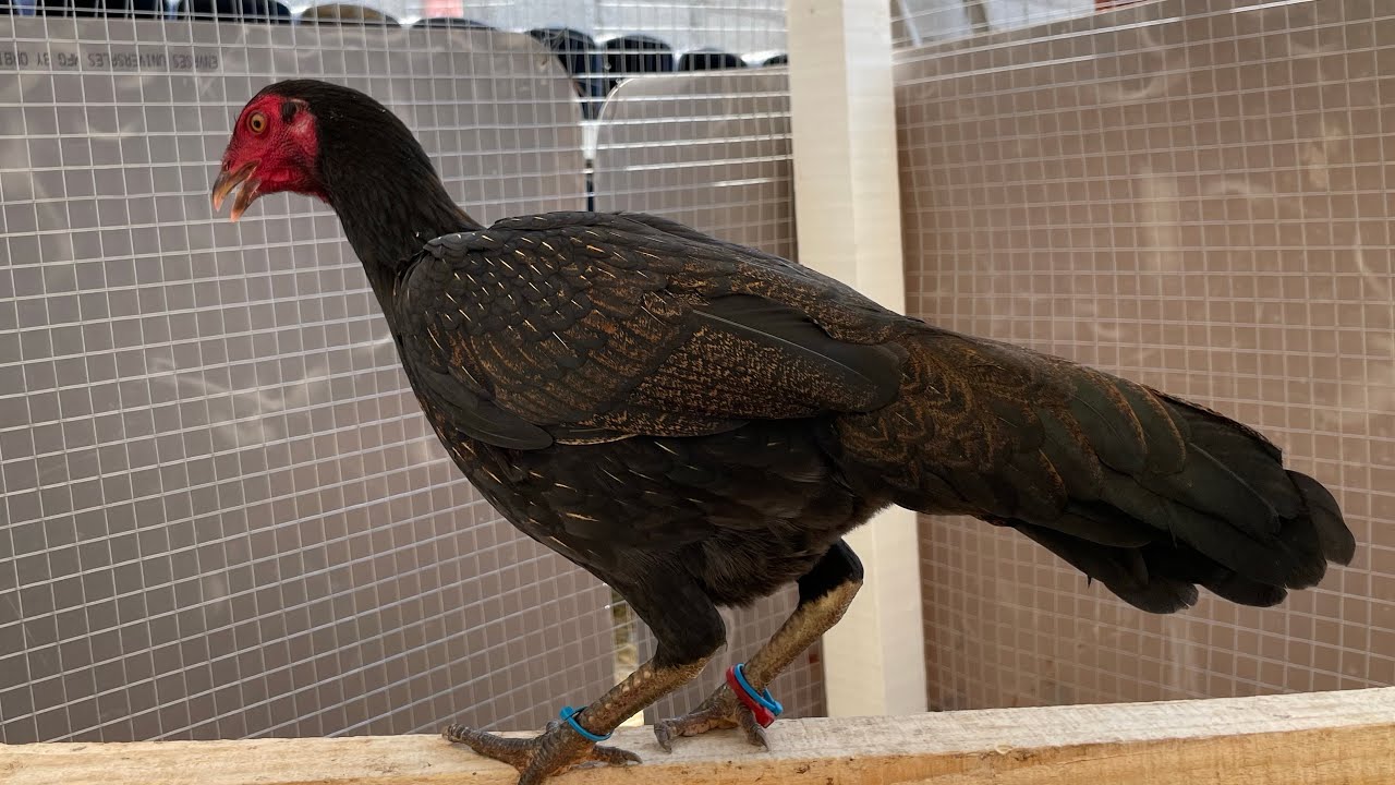 Asiles wallace - YouTube