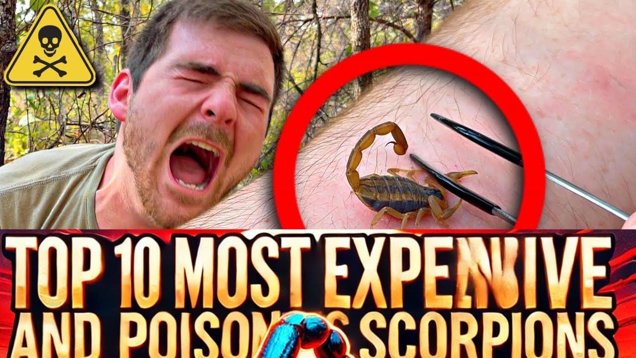 What's the Most Expensive Scorpion in the World and Why? - YouTube