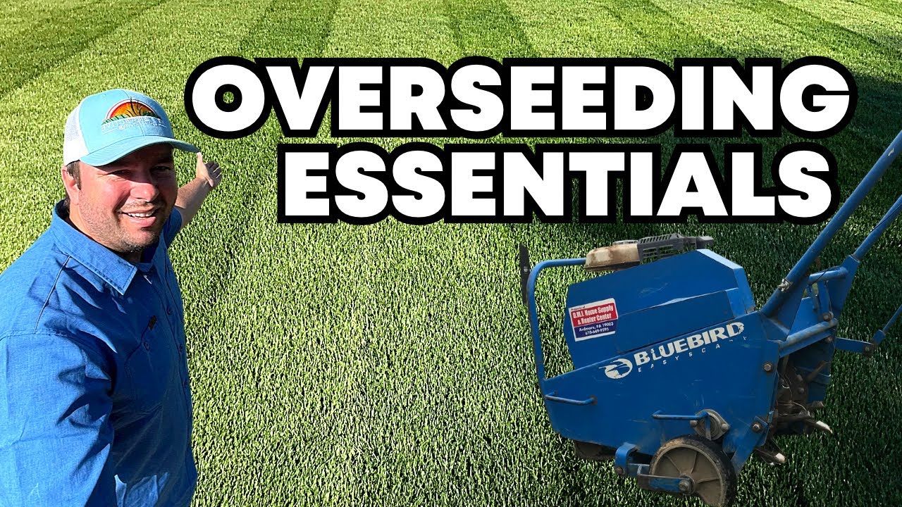 EVERYTHING You Need To Know About Overseeding - YouTube
