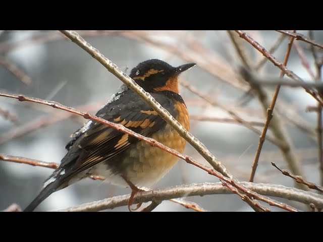 Varied Thrush Range Winter Is Flush With Thrushes Wildlife Rescue