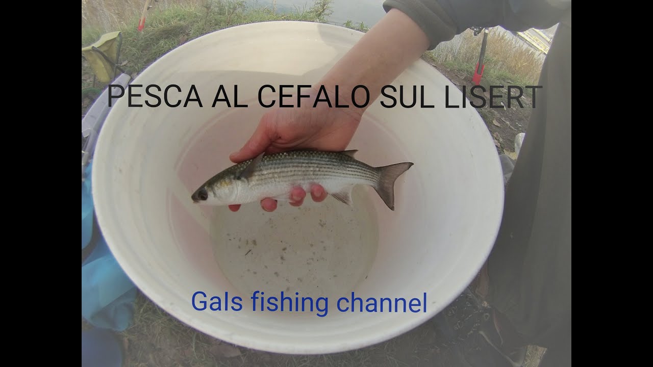 PESCA AL CEFALO SUL LISERT - YouTube