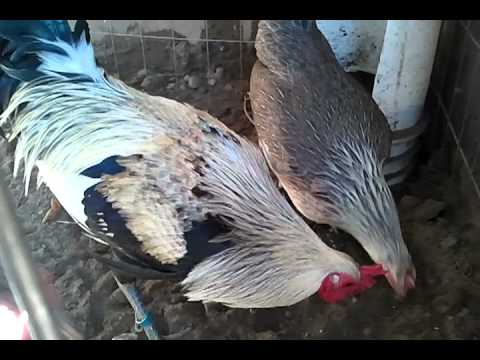 REGULAR GREY - YouTube