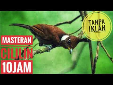 Masteran Cililin Durasi Panjang 10 Jam|Jernih|Nembak Roll|Gacor