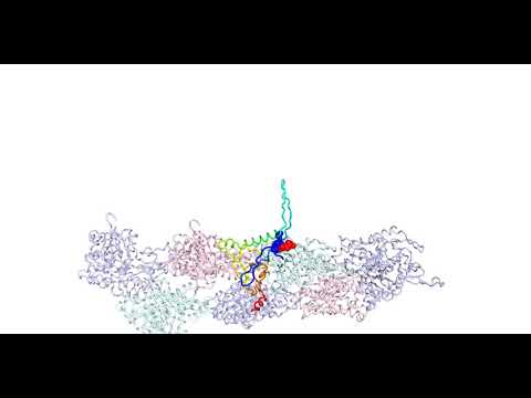 Beta hairpin formation - YouTube