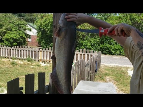 How to clean a Catfish - YouTube