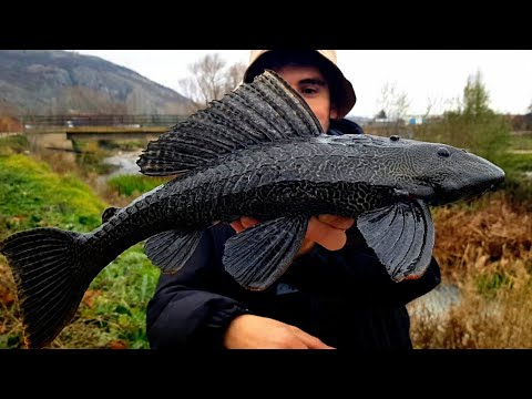 TATLI SU KEFALİ AVI | DEV VATOZ BALIĞI YAKALADIM !!!!