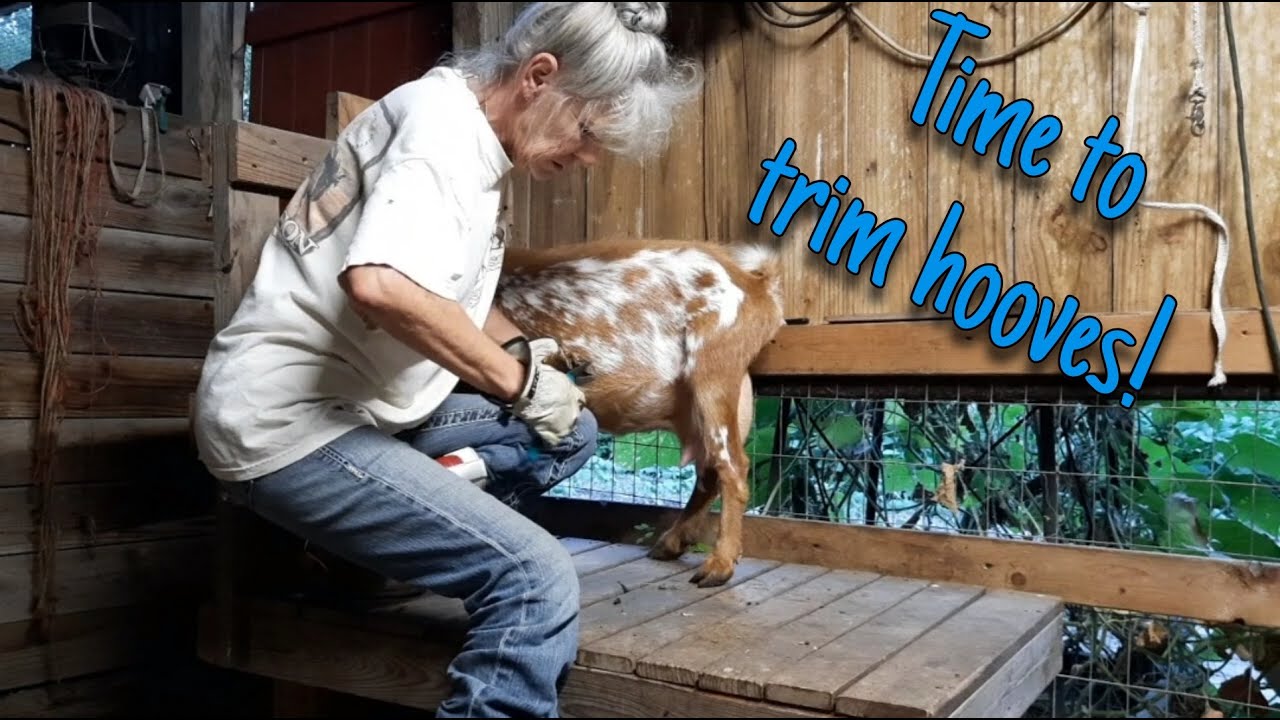 Trimming Goat Hooves - Baby Chevy's First Time - YouTube