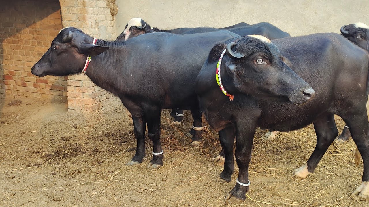 watch pure neeli Ravi buffalo for sale in punjab Pakistan on you tube ...