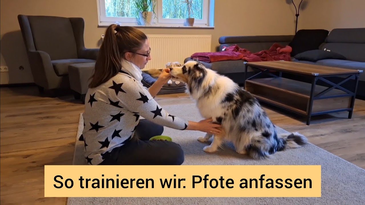 So trainieren wir: Pfoten anfassen üben mit dem Hund | Medical Training ...