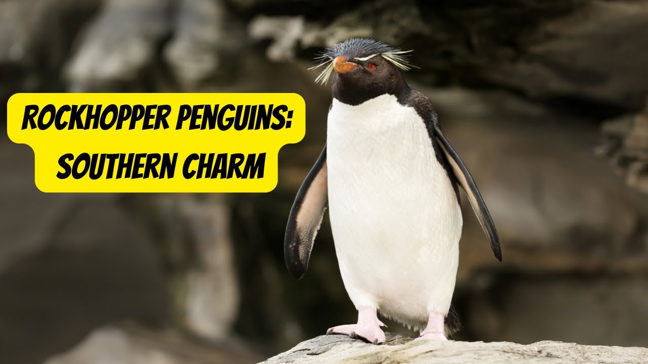Rockhopper Penguin: The Funky Penguin of the Falklands #penguin # ...