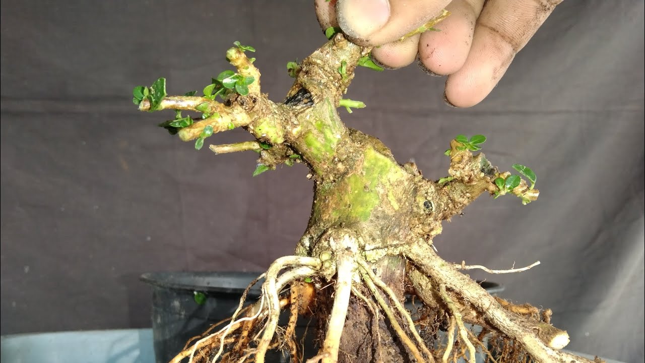 cara program akar bonsai sancang mini - YouTube