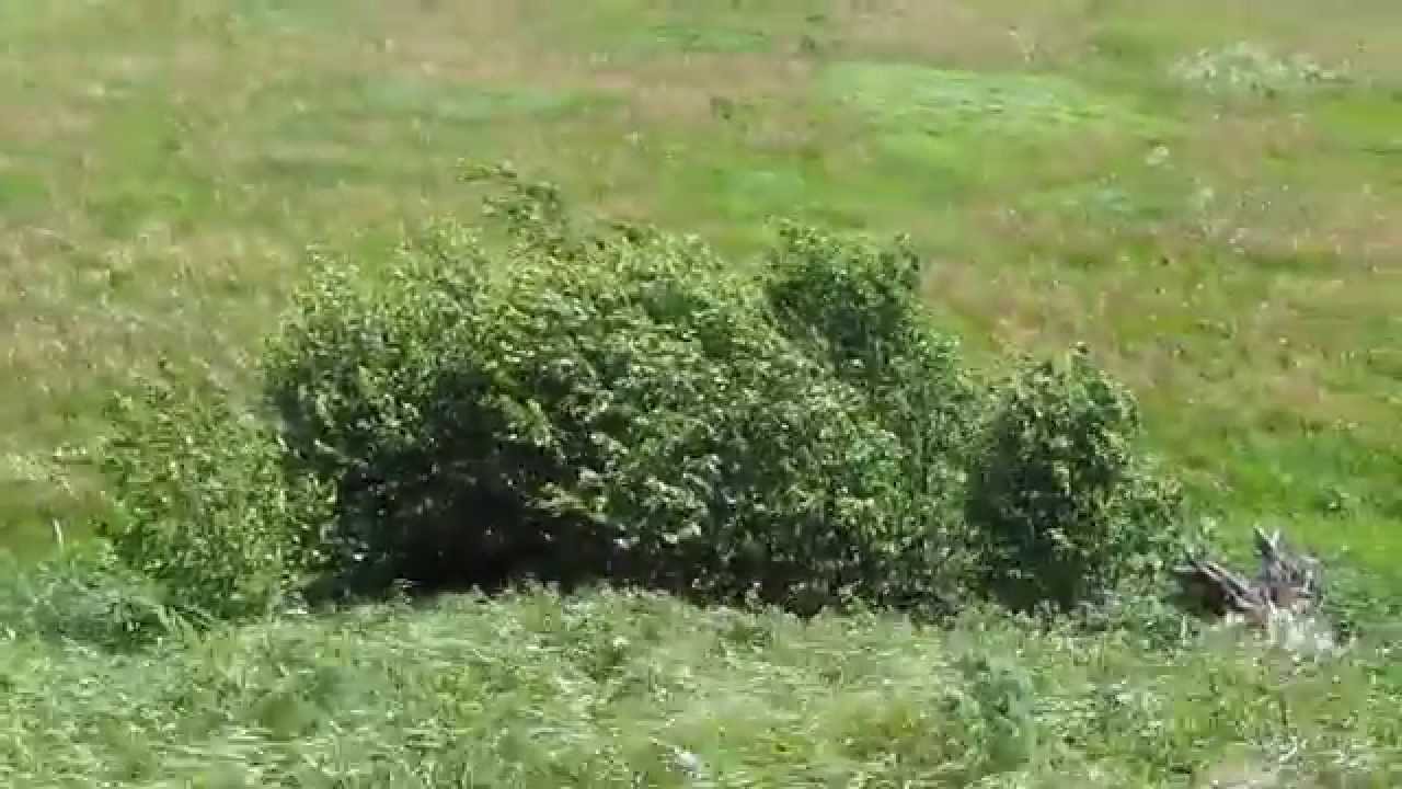 Väga tuuline ilm Kiili lähedal künkal 07.06.2015 - YouTube