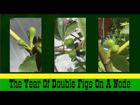 This Year My Trees Are Loaded With Double Figs - YouTube