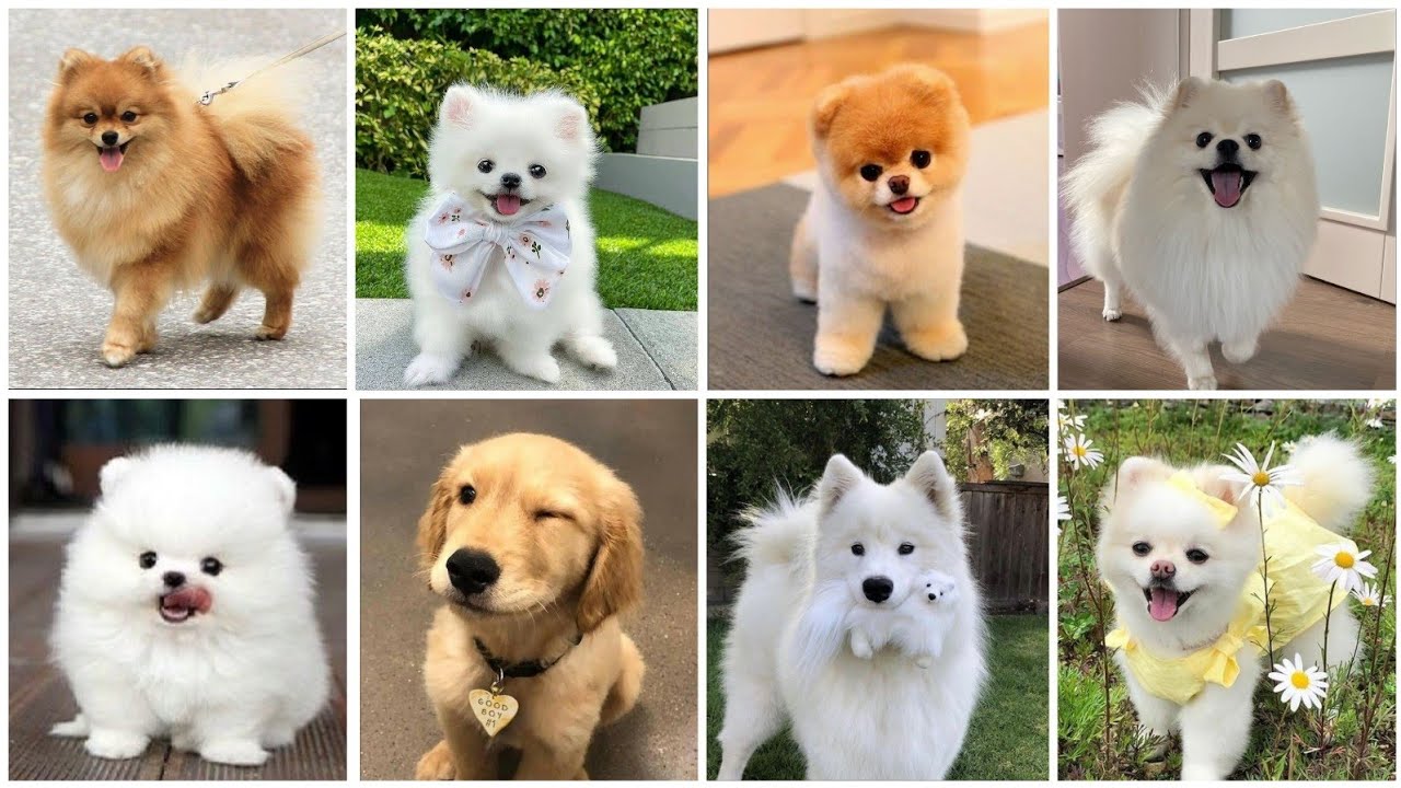 Very Pretty Dog 🐕 photos || Dog dpz || Animals picture #dpz #dog - YouTube