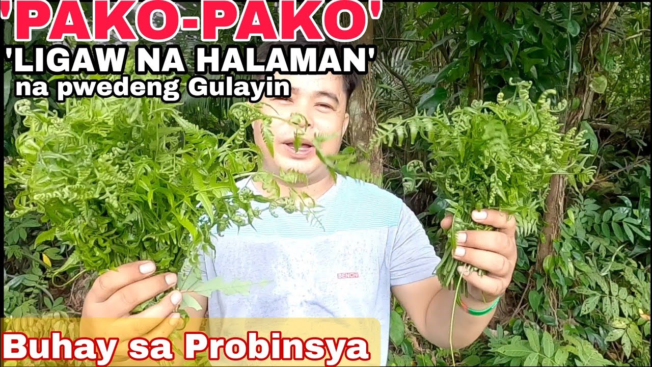 PAKO PAKO O EDIBLE FERN | ORGANIC VEGETABLES | BUHAY SA PROBINSYA - YouTube