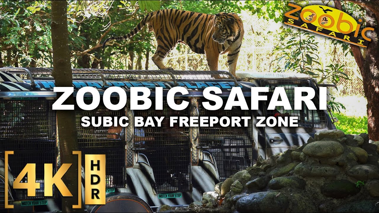 Full Tour at ZOOBIC SAFARI - The ONLY Tiger Safari in the Philippines ...
