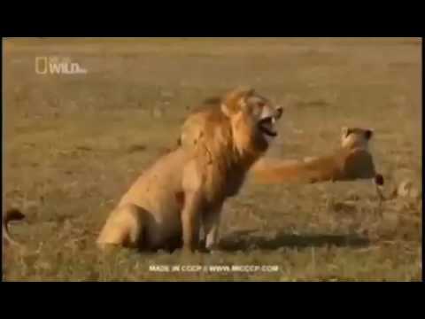 Ха ха ха