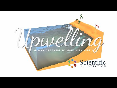 Is There More Marine Productivity In Upwellng Or Downwelling