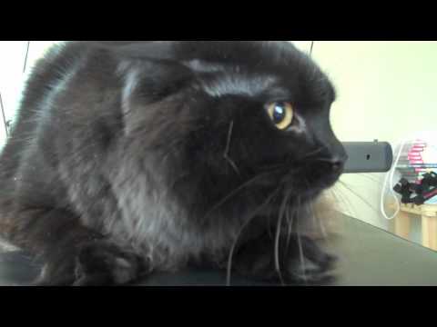 Funny cat crying and hissing (REALLY FUNNY)
