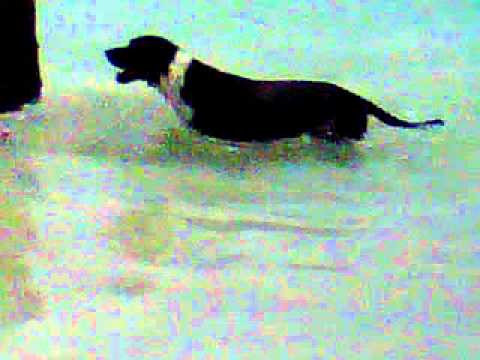 LEMV mi kacho Dandy na lama di divi divi tamarijn !!